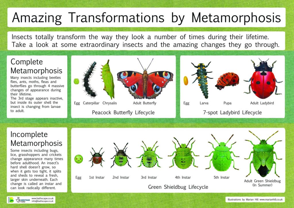 Metamorphosis poster - Bathscape Landscape Partnership
