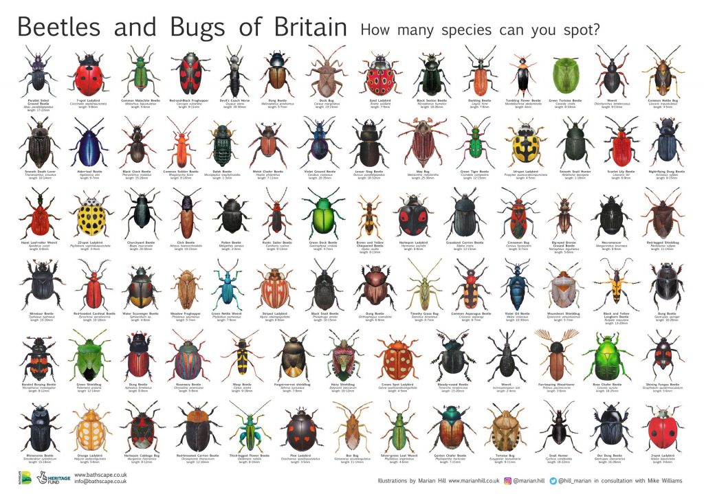 Beetles and Bugs of Britain - Bathscape Landscape Partnership