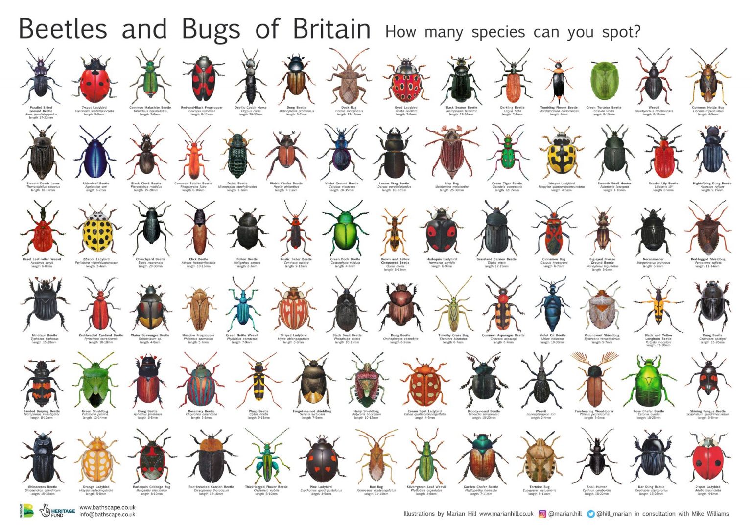 Beetles and Bugs of Britain - Bathscape Landscape Partnership