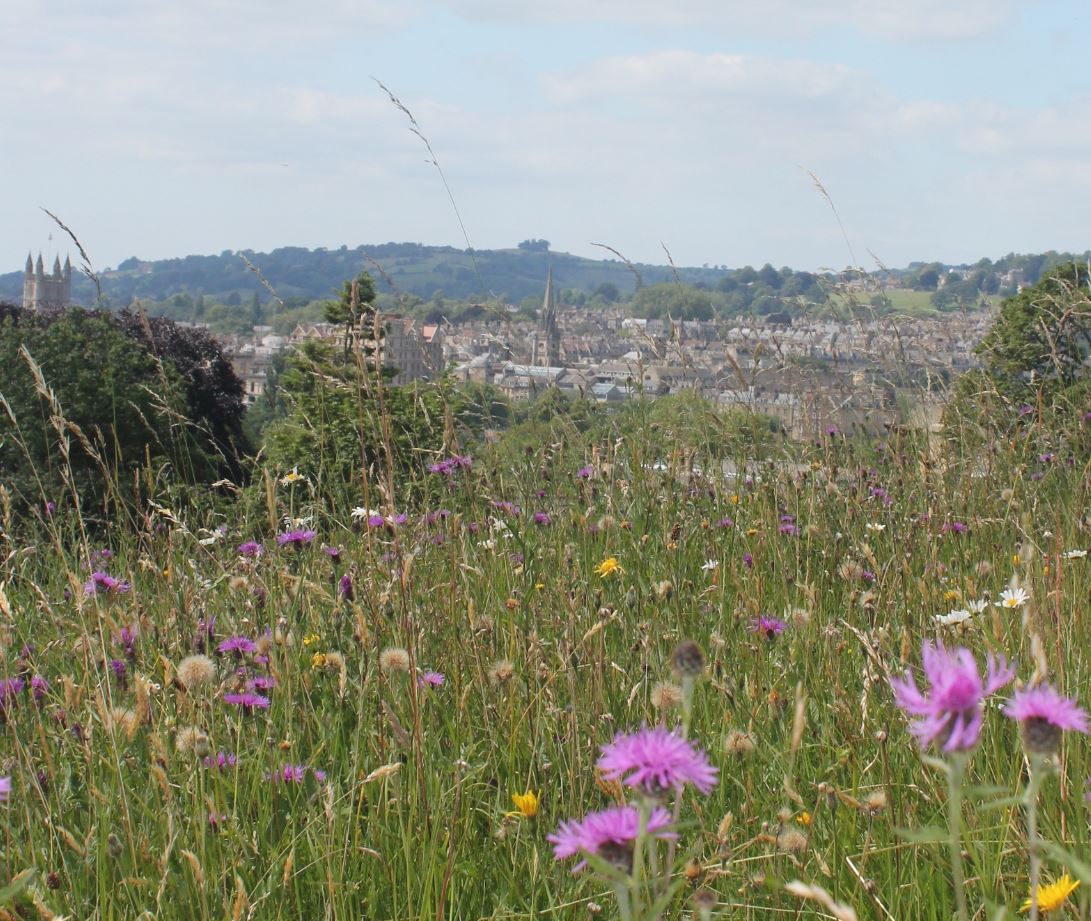 Bathwick Fields - Bathscape Landscape Partnership