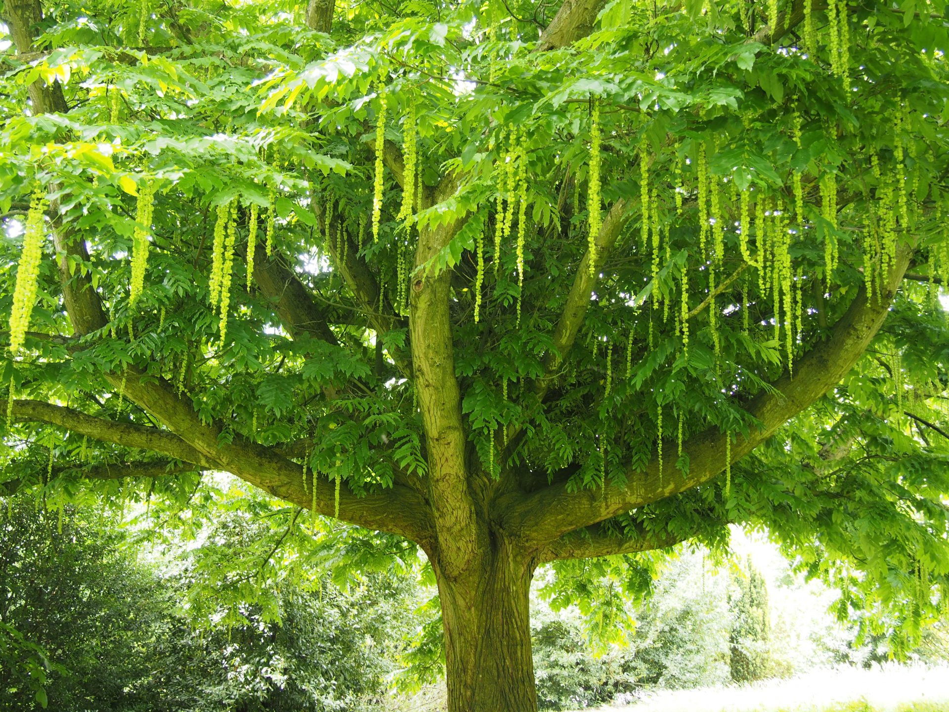 Trees of Royal Victoria Park - Bathscape Landscape Partnership