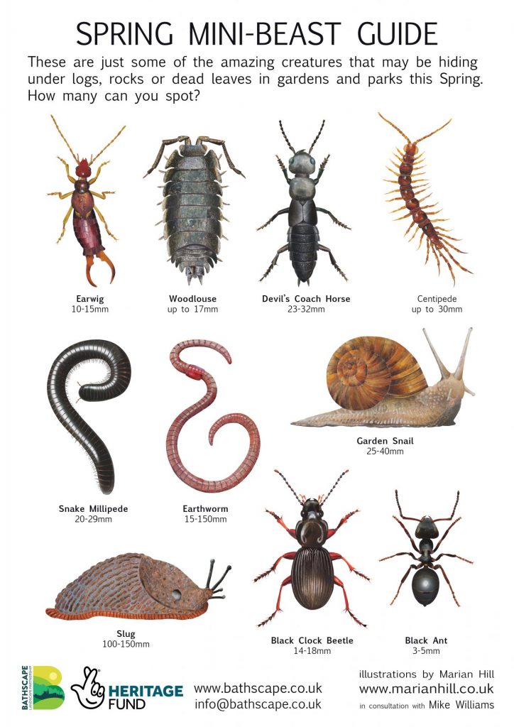 Spring minibeasts - Bathscape Landscape Partnership
