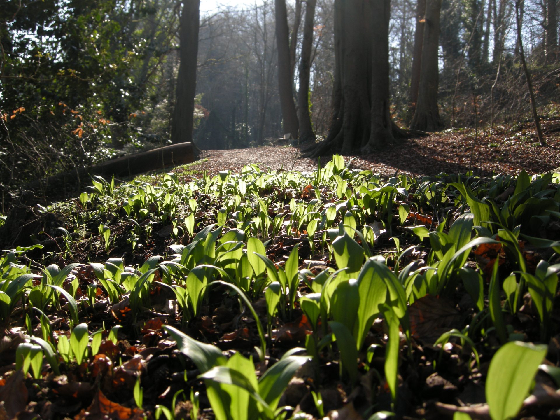 Farm, foraging and food cycles – guided walk