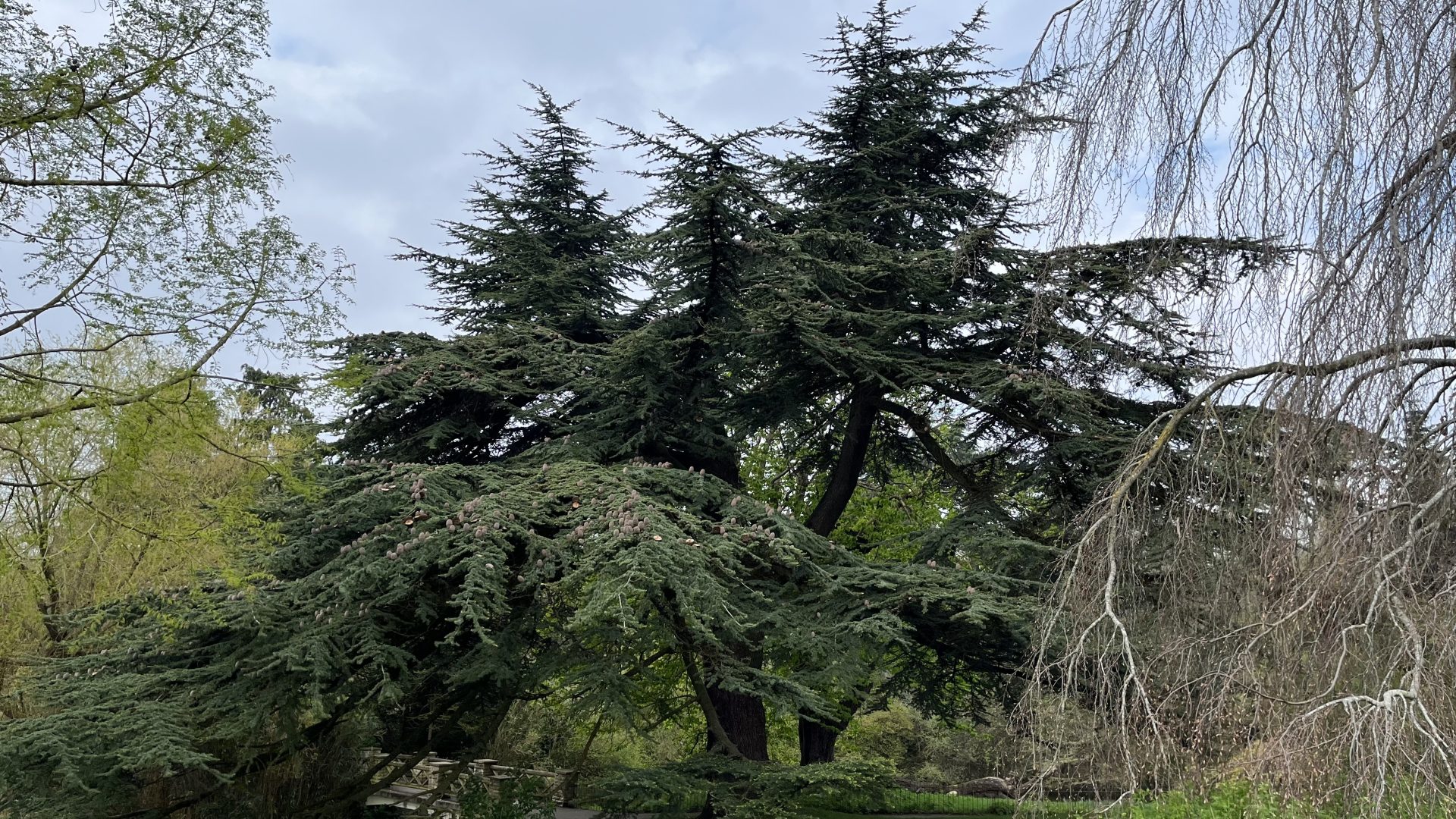 Botanical Bounty - Discovering the Trees of Central Bath - Bathscape ...