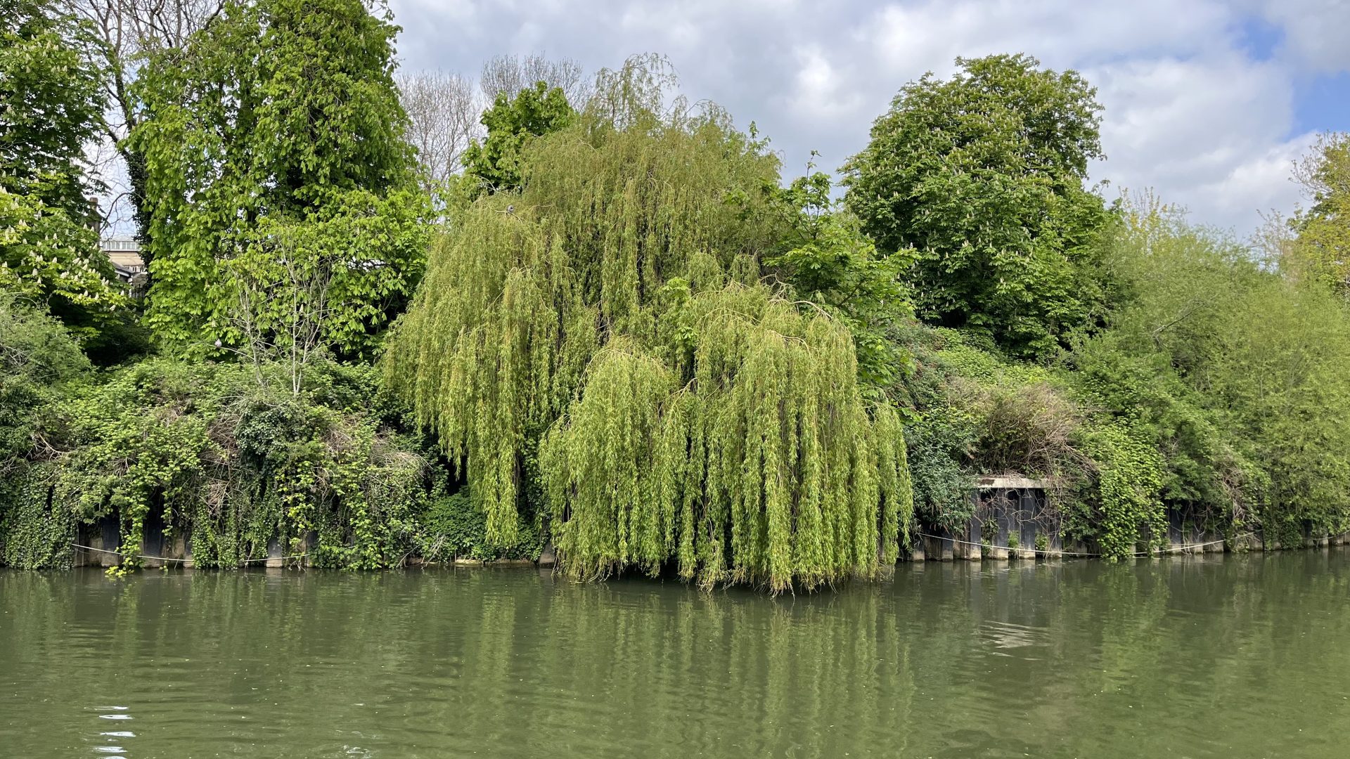 Discover Bath's Urban Trees - Bathscape Landscape Partnership