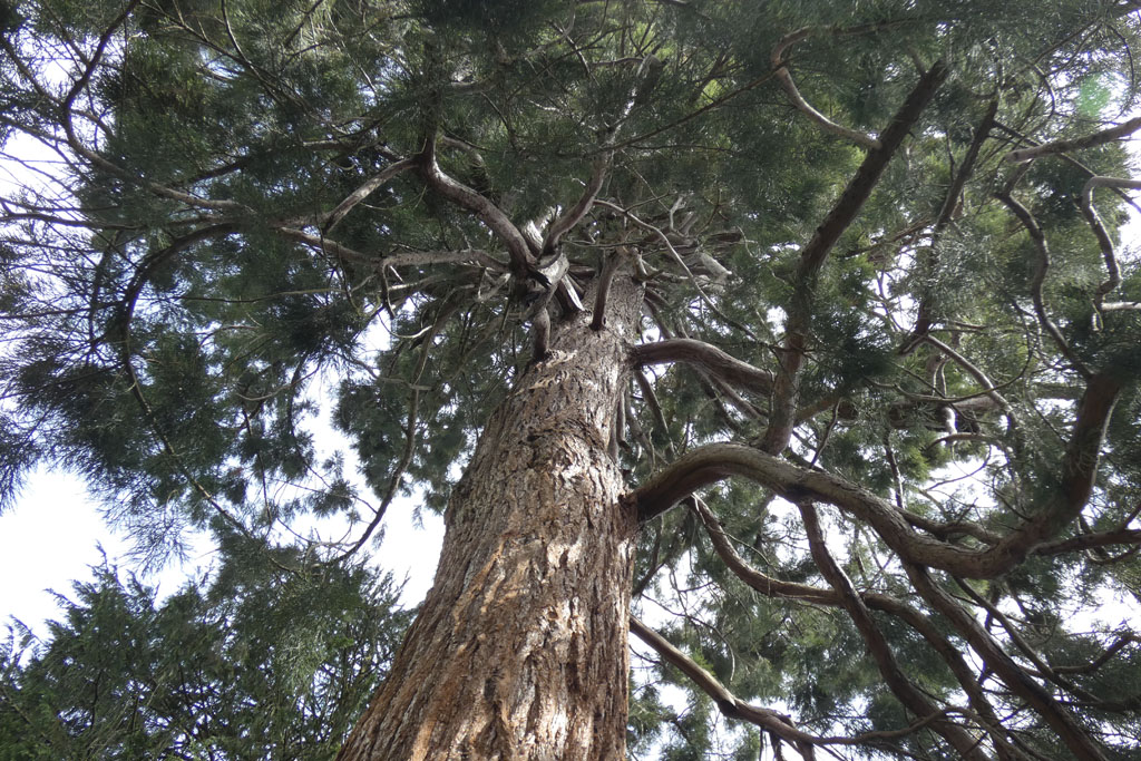 Explore Bath Through its Trees - Bathscape Landscape Partnership