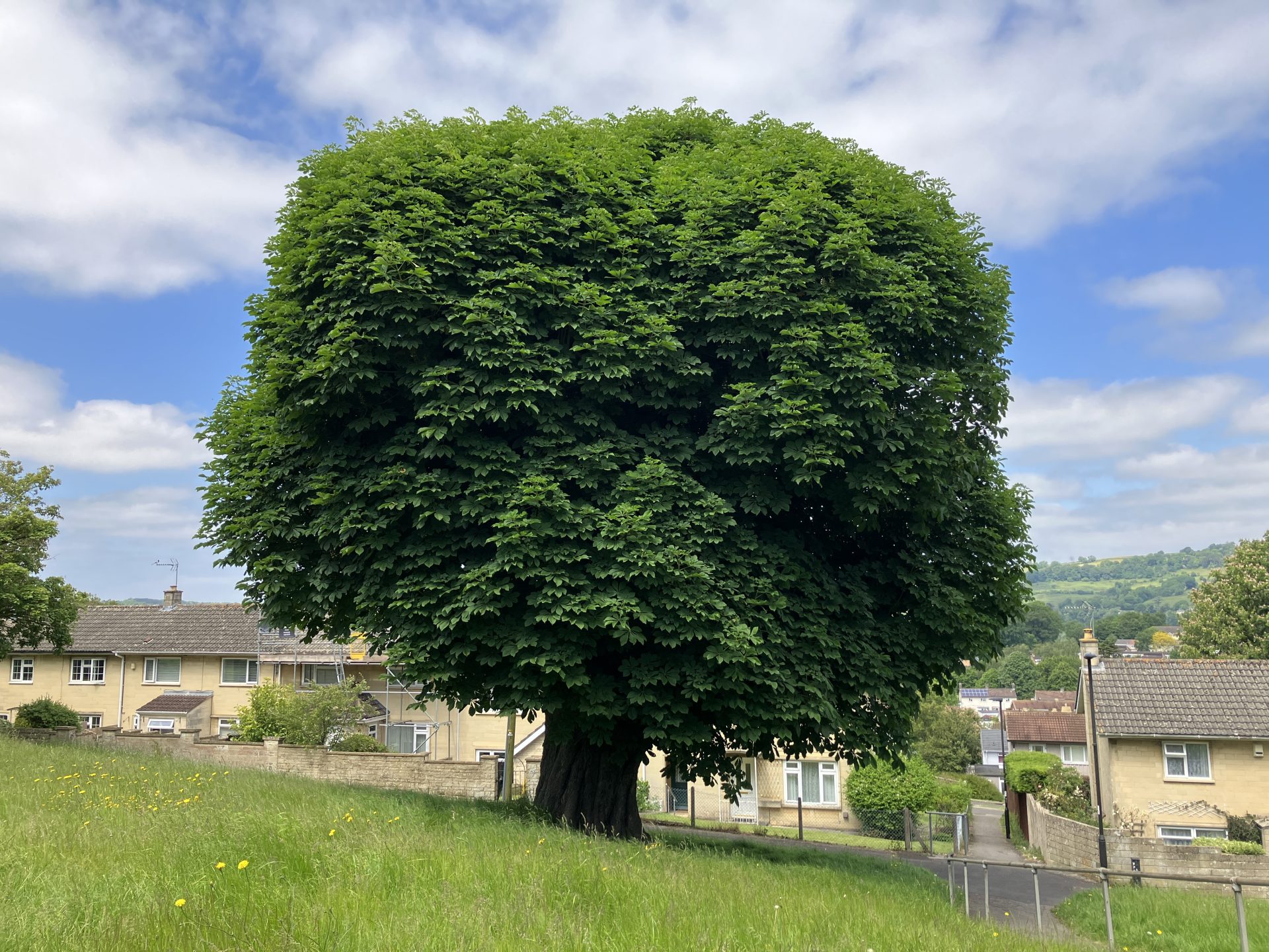Treemendous Twerton: family tree trail - Bathscape Landscape Partnership