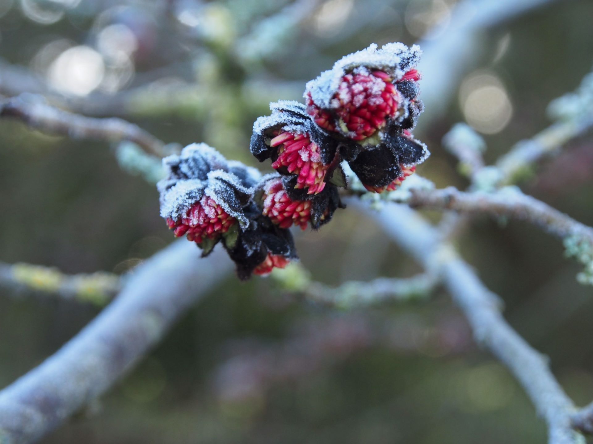 Winter Tree Identification in Bath's Botanical Gardens - Bathscape ...